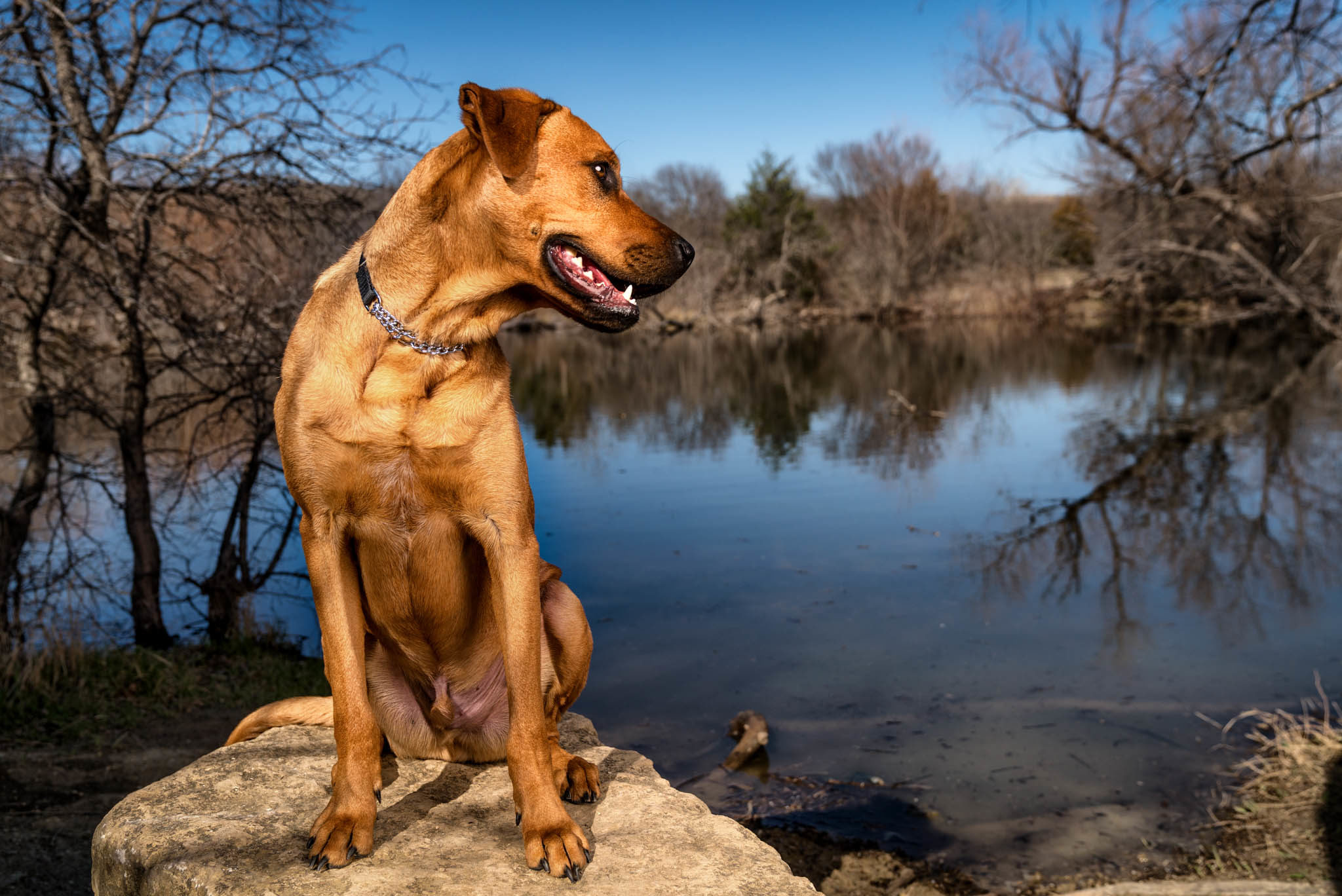 Picture of the Week: Dogs! - Andy's Travel Blog