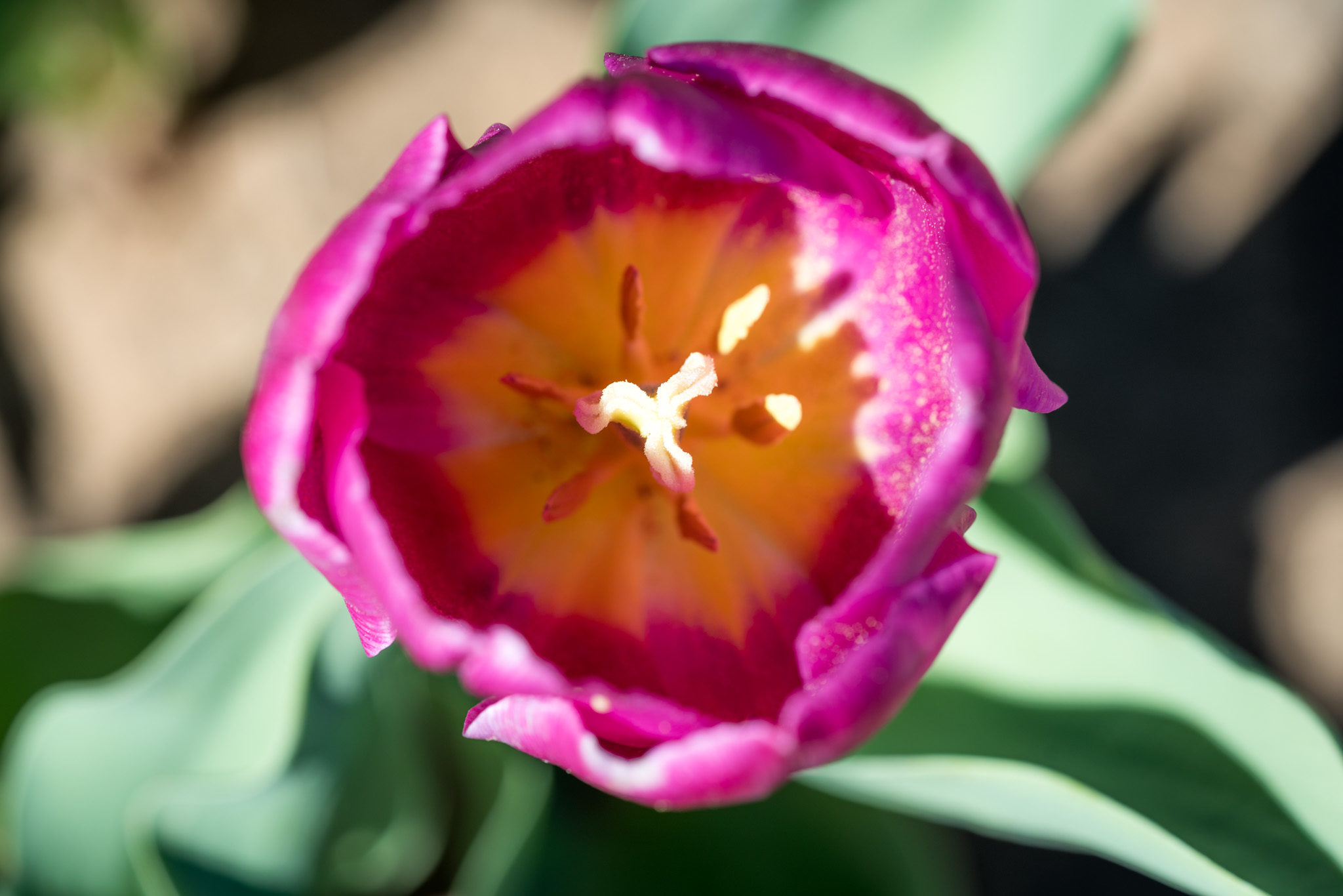 I went to an incredible Tulip field just north of Dallas, they were ...