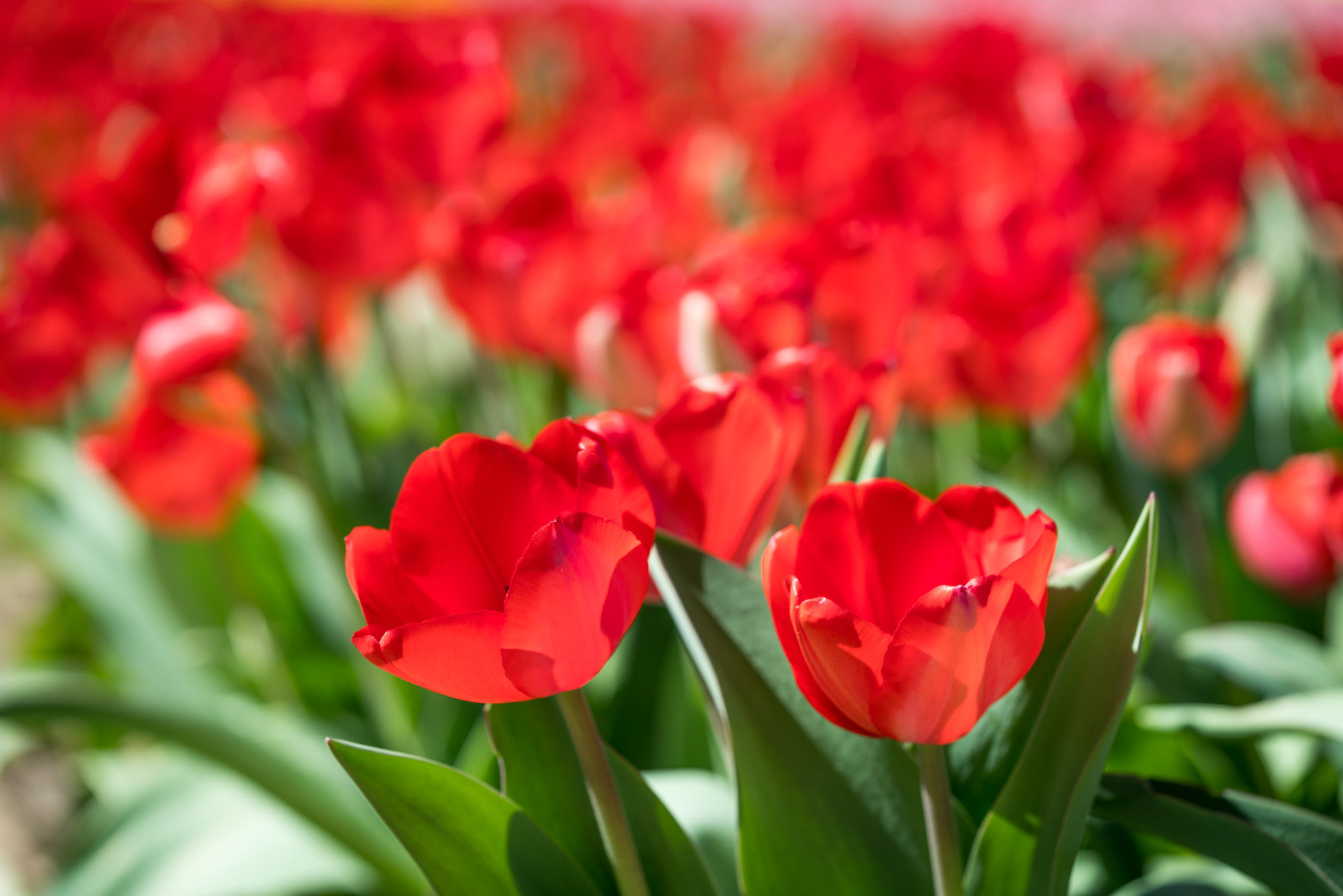 I went to an incredible Tulip field just north of Dallas, they were ...