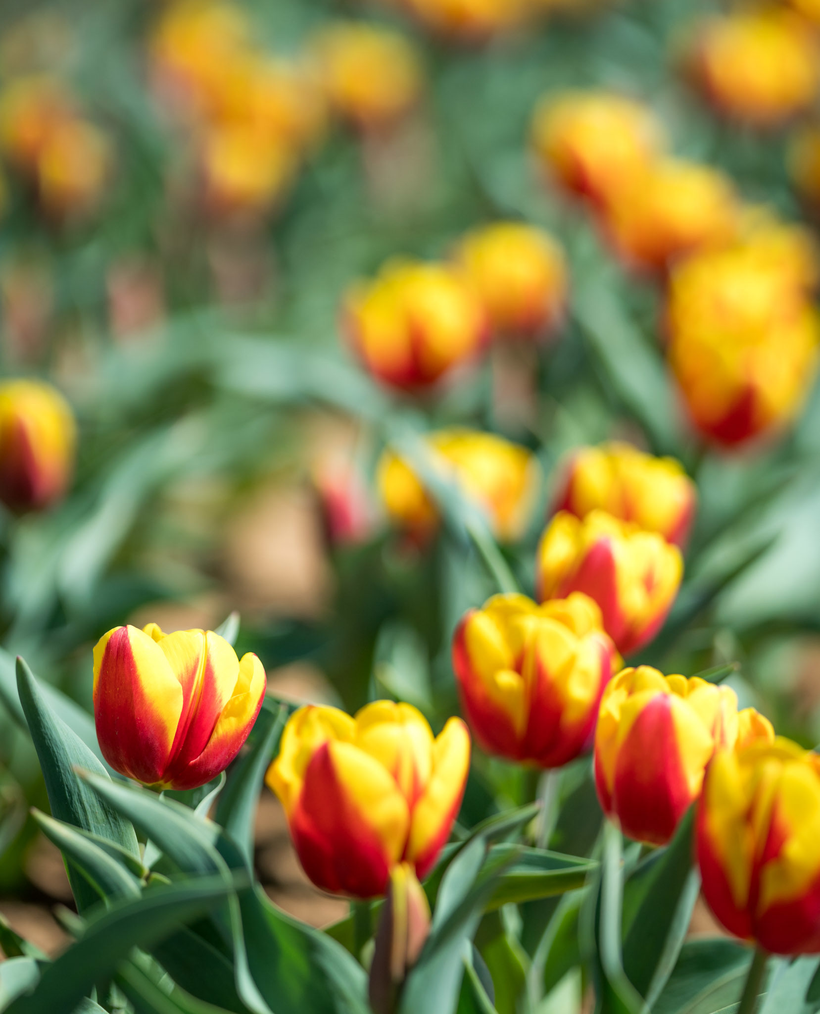 I went to an incredible Tulip field just north of Dallas, they were ...