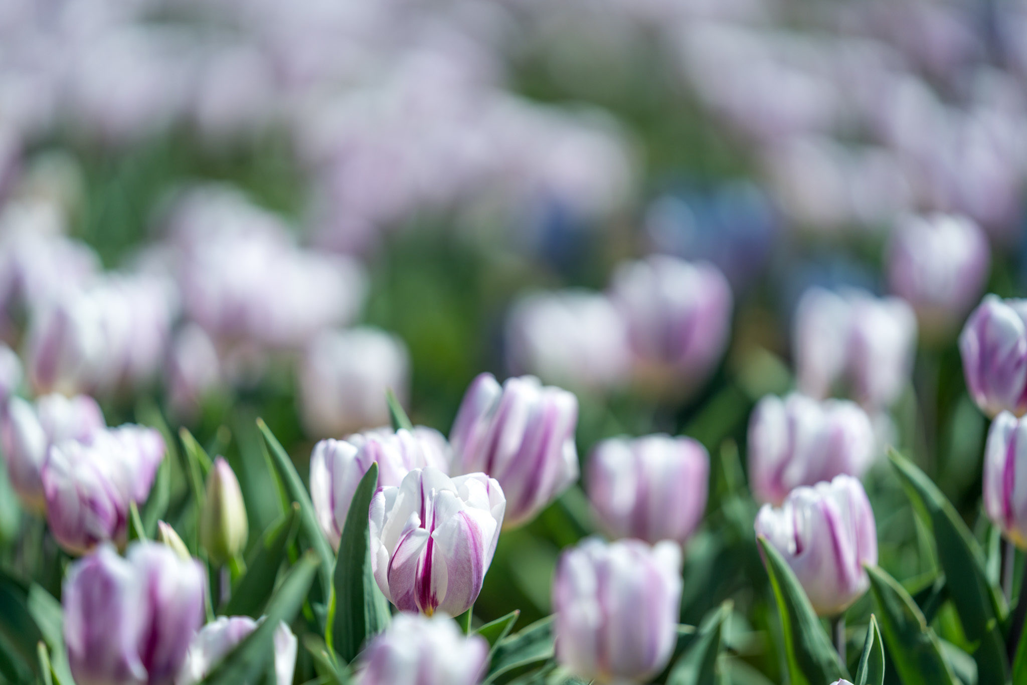 I went to an incredible Tulip field just north of Dallas, they were ...