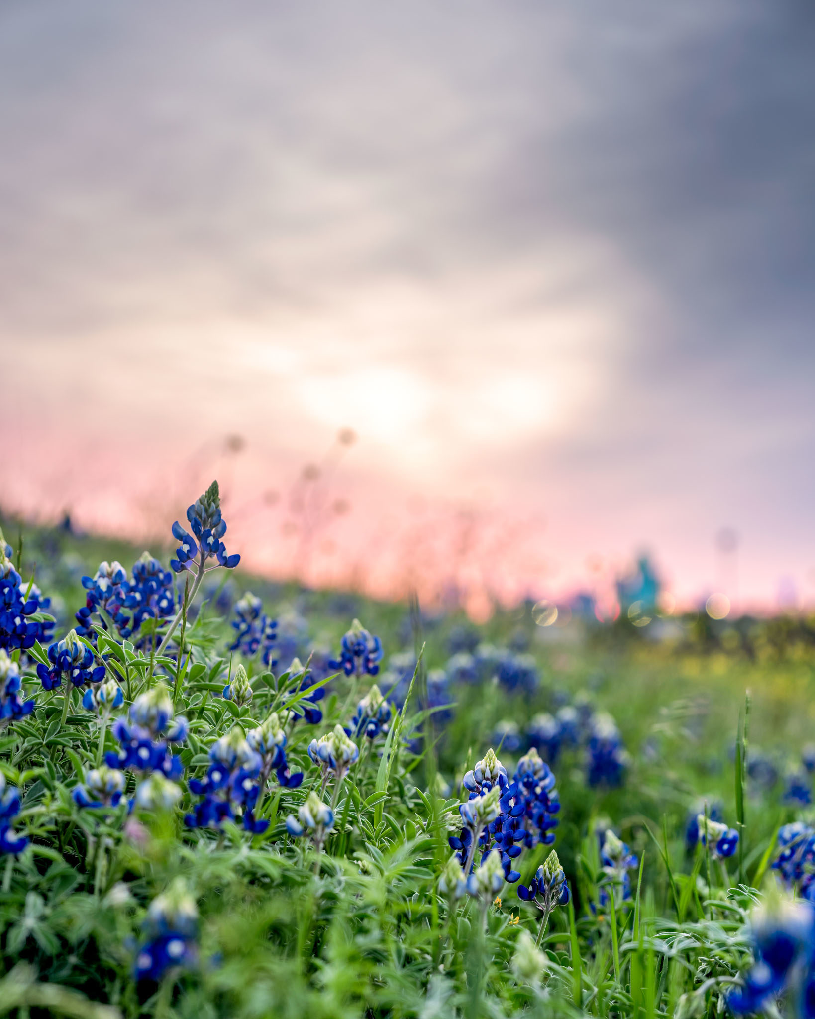 Picture of the Week: It's Bluebonnet Time in Texas - Andy's Travel Blog