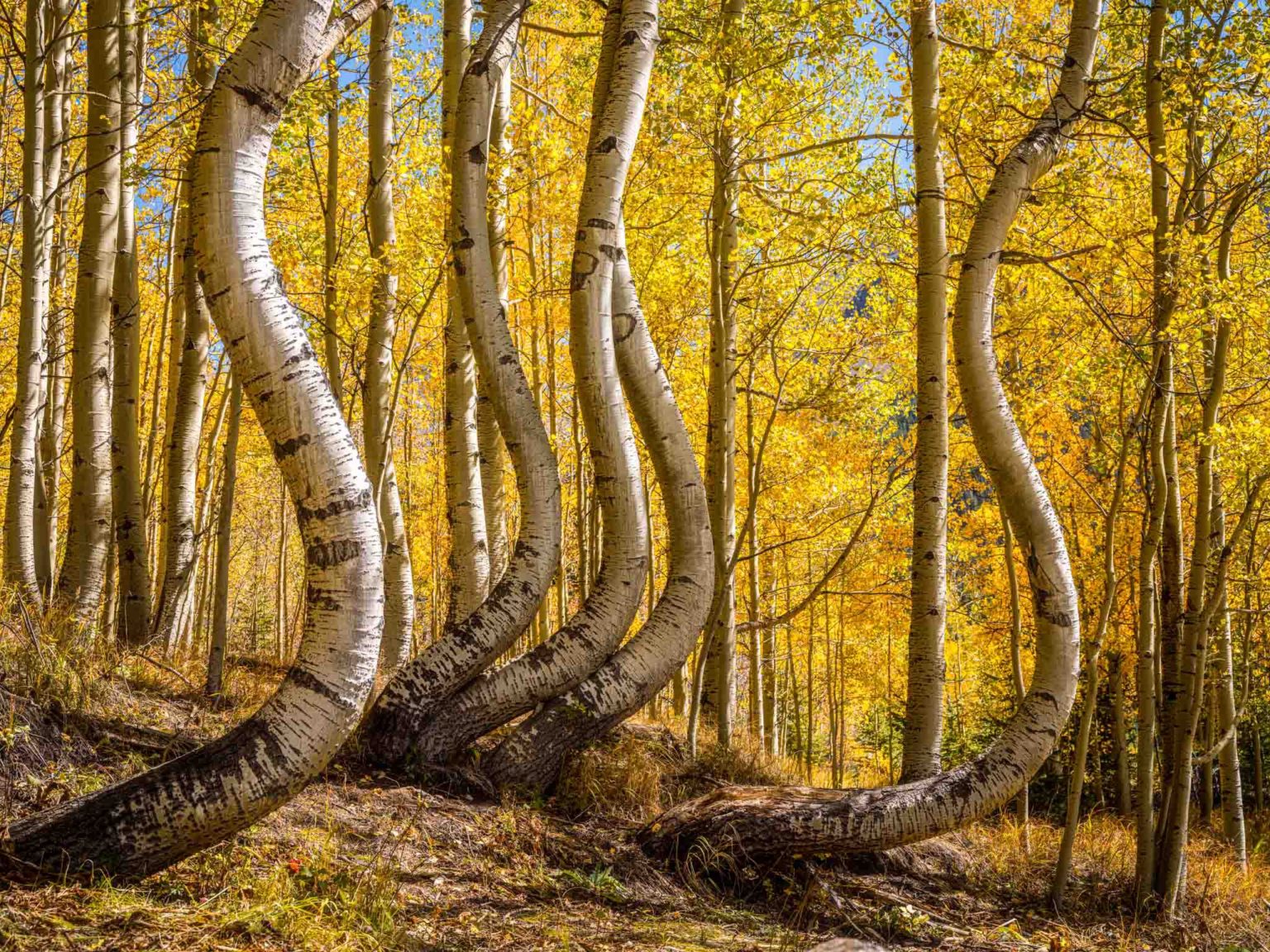Finding the Amazing Curved Aspens in Colorado after Three Years of ...
