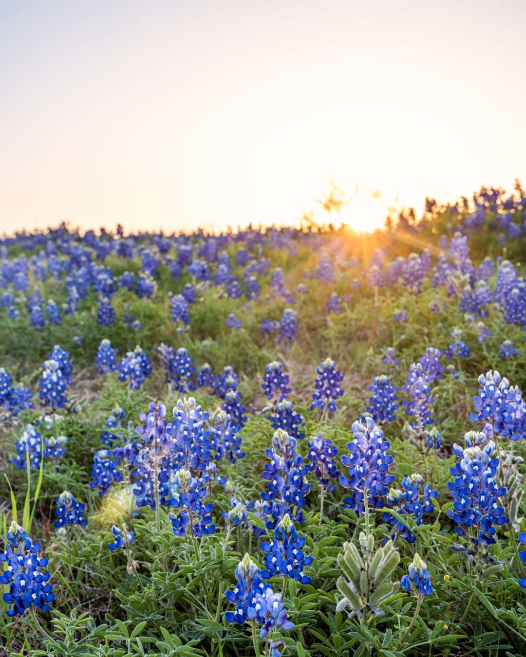 Pictures of the Week: Texas Bluebonnets at Sunrise - Andy's Travel Blog