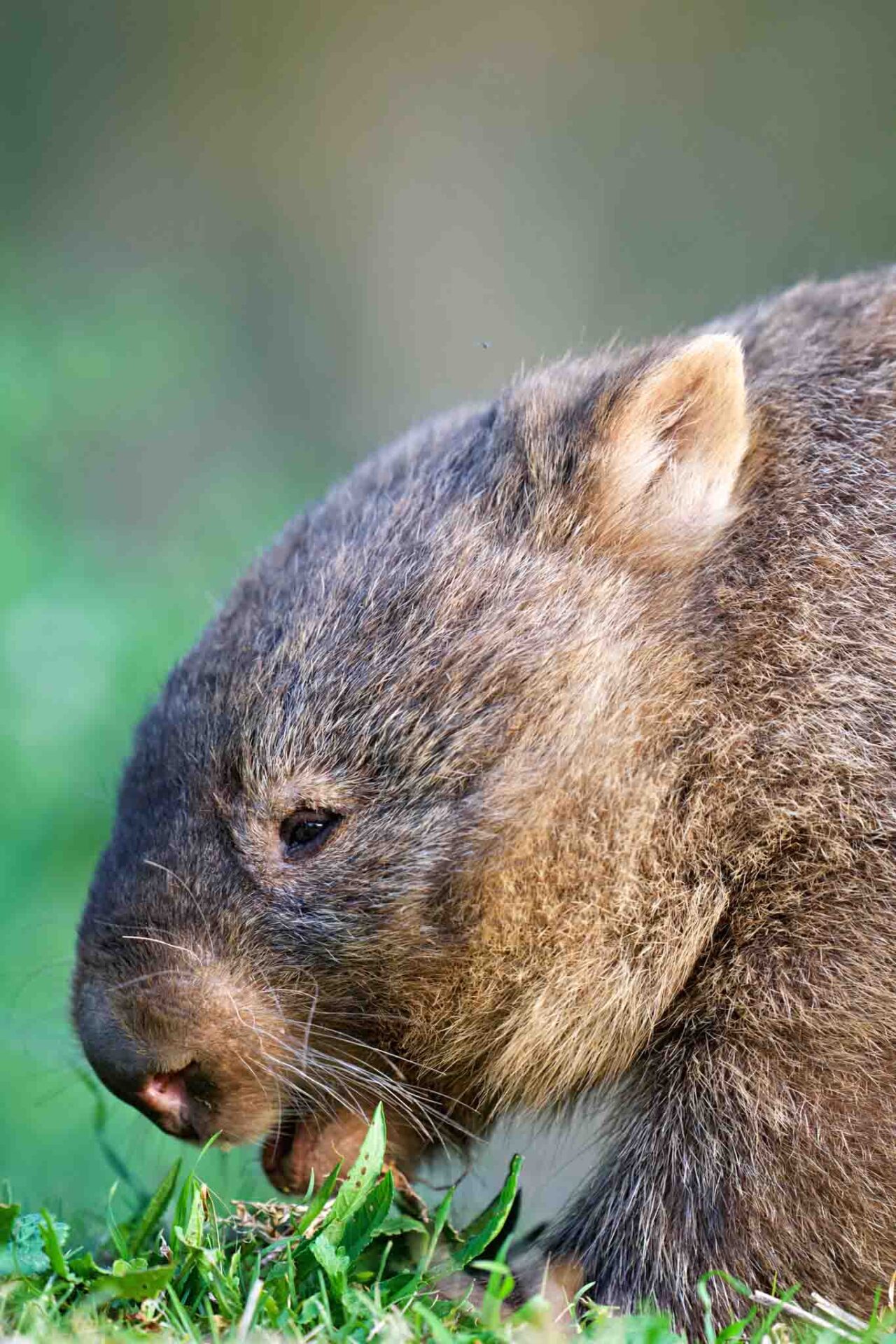 A Road Trip to Meet the Wombats in Kangaroo Valley, Australia - Andy's ...